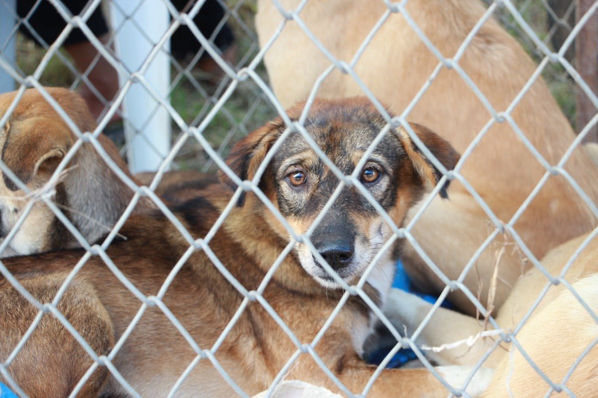 Dog Adoption in Dubai: Find Your Furr-ever Friend - Tips & Tricks | The ...
