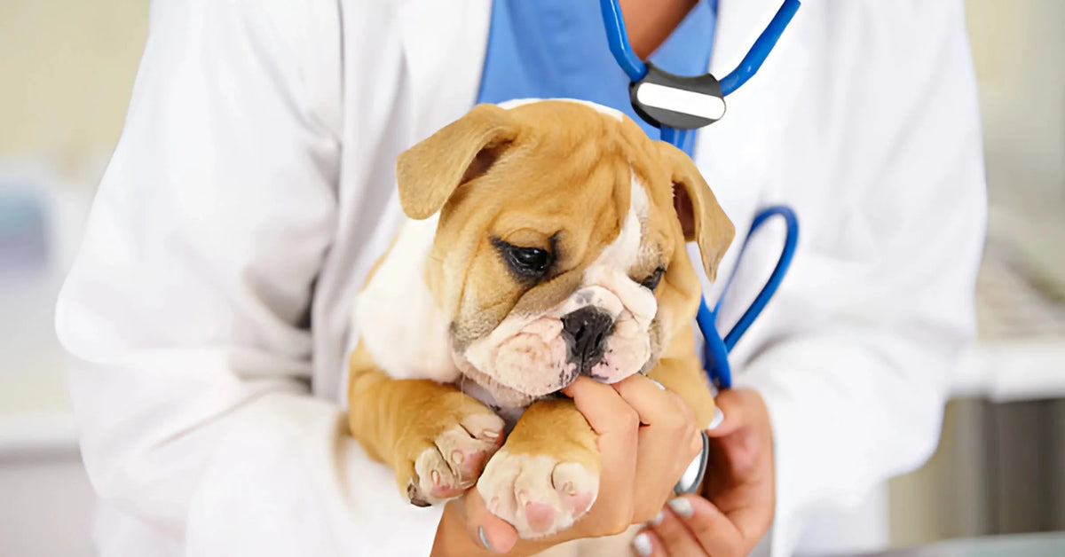 How to Handle Teething Stage in Pets Safely | The Pets Club