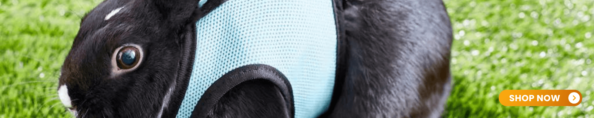 Small Animal Harness: Comfortable Options for Your Pet | The Pets Club